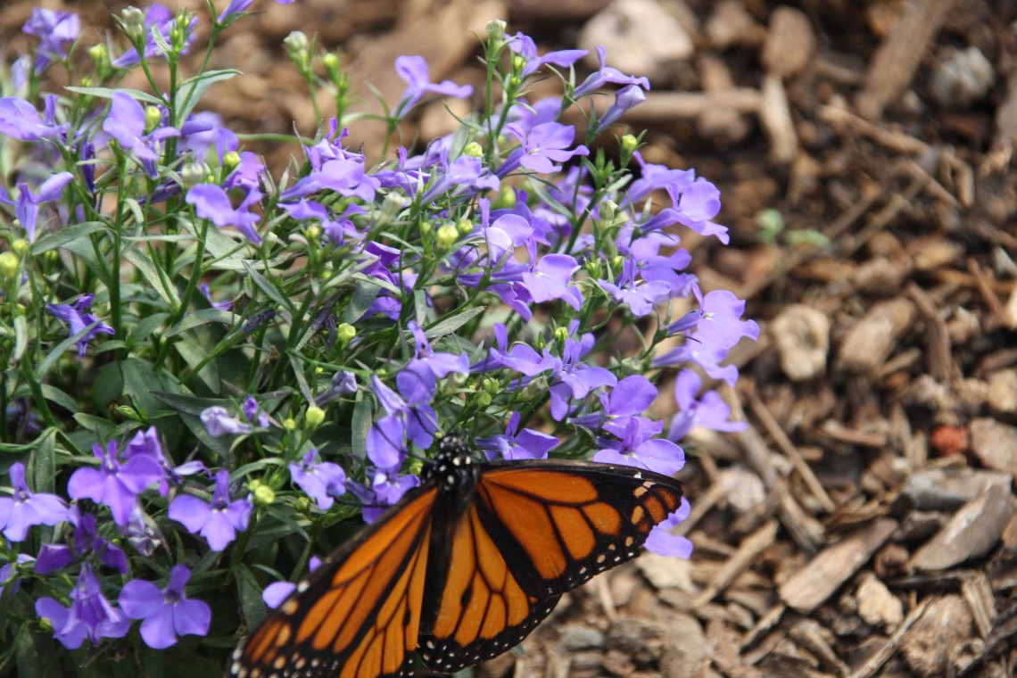 Butterfly Farms